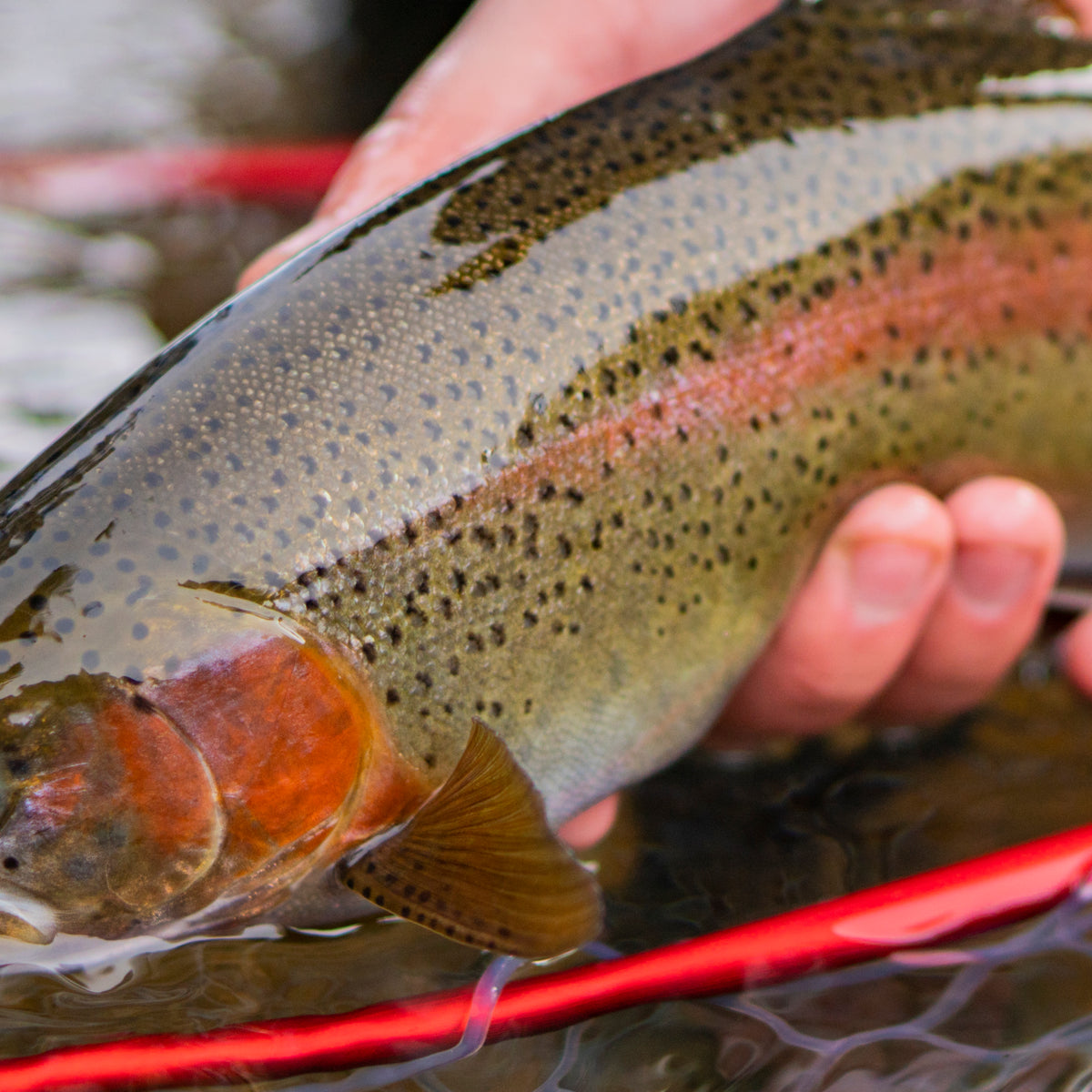 The winter isn't just for fly tying! – Allen Fly Fishing